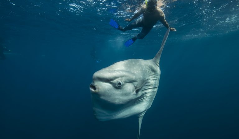 19 Cool Facts About Sunfish - Cool Gross Weird